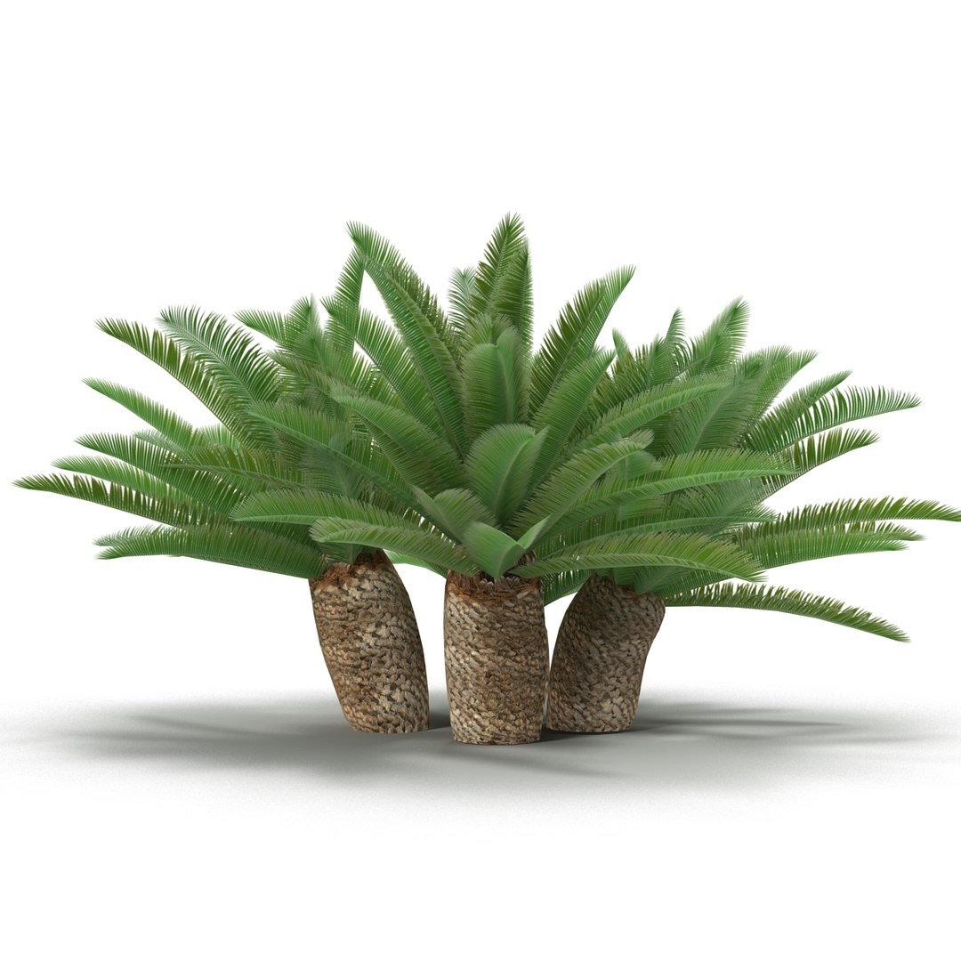 Cycas 3D - TurboSquid 1239862