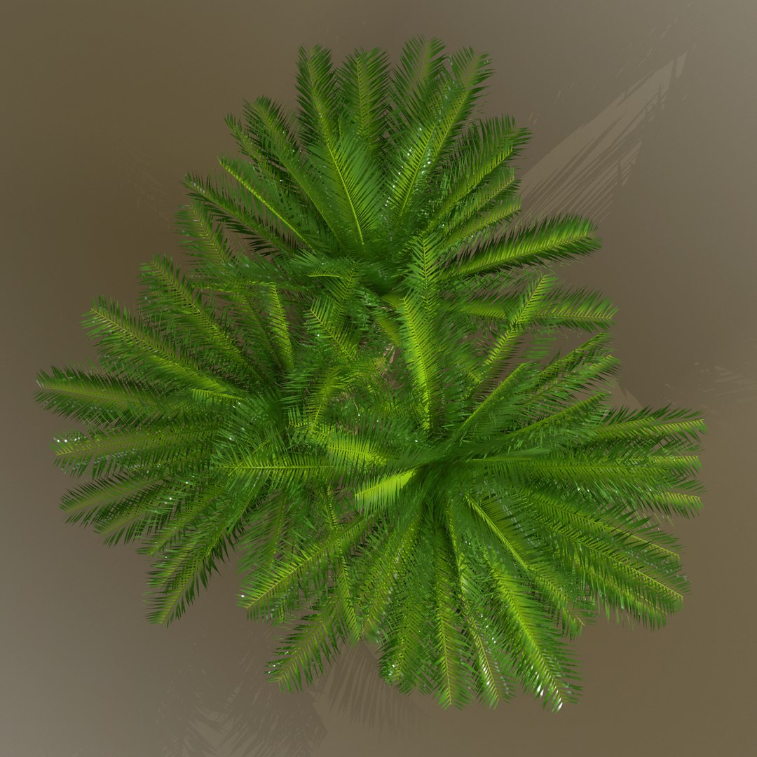Cycas 3D - TurboSquid 1239862