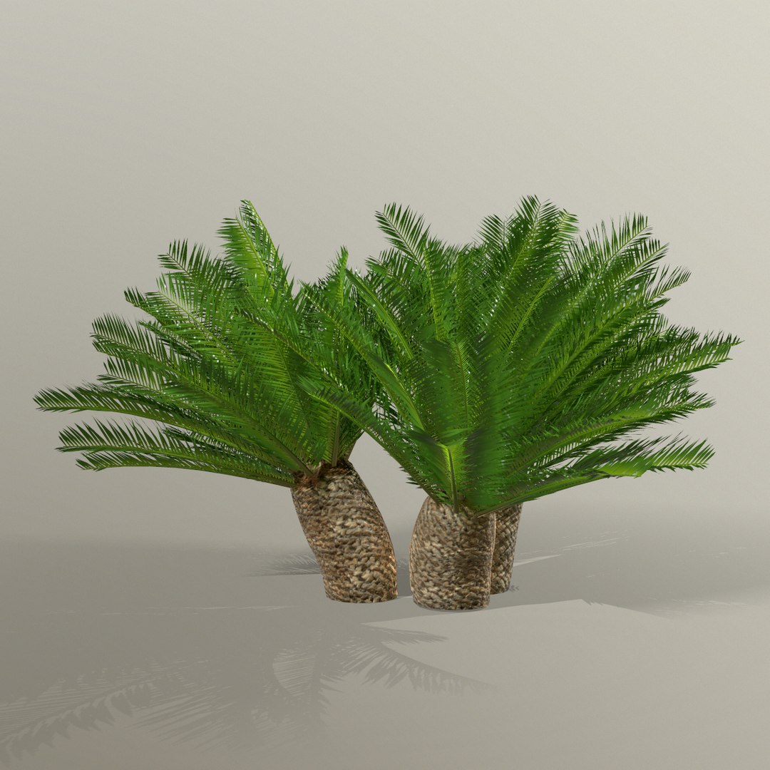 Cycas 3D - TurboSquid 1239862