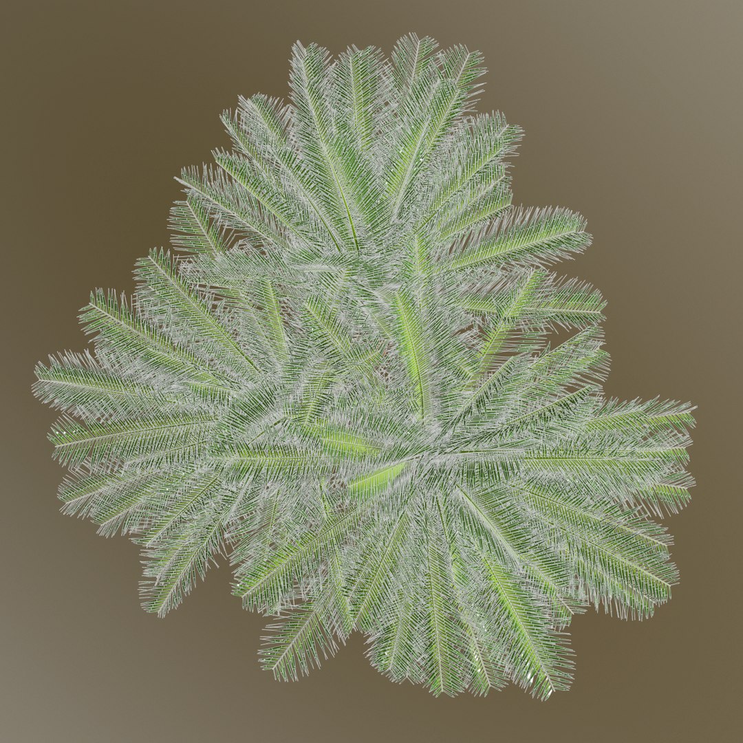 Cycas 3D - TurboSquid 1239862