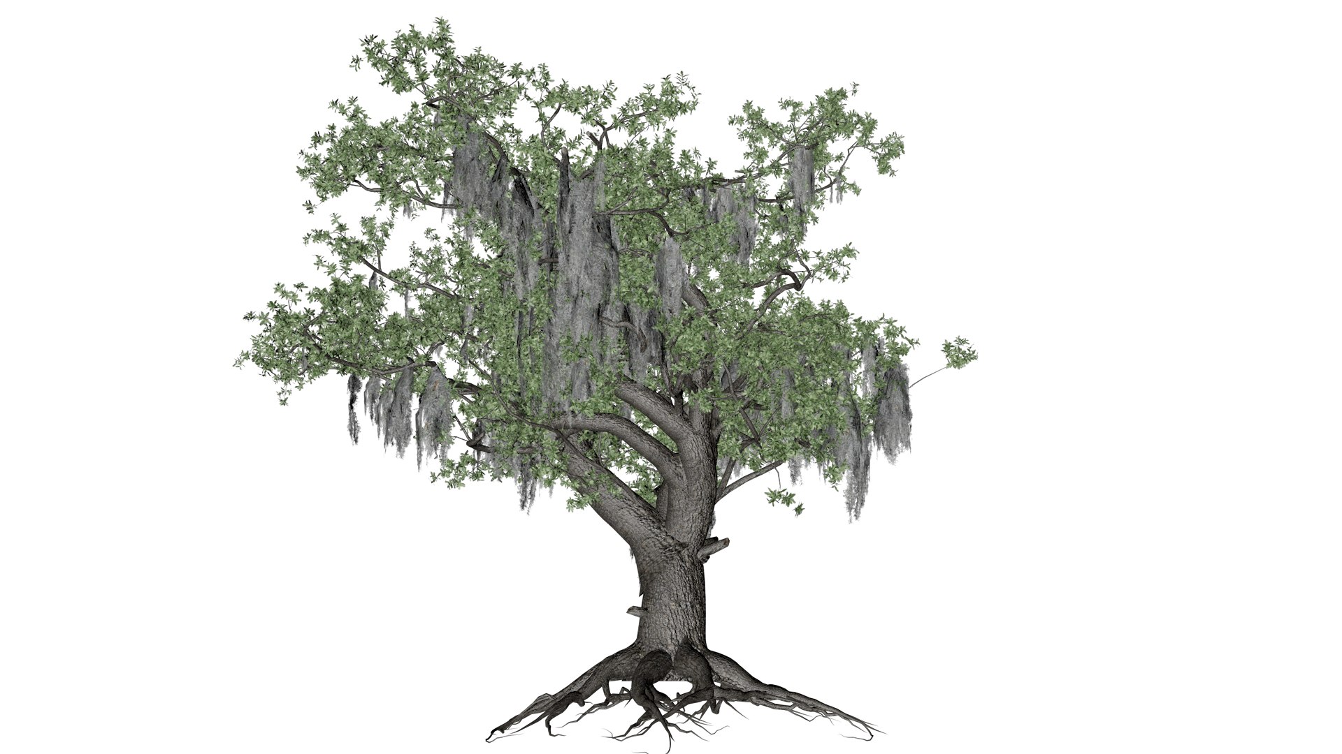 3D Live Oak Tree - 09 - Model - TurboSquid 2376801
