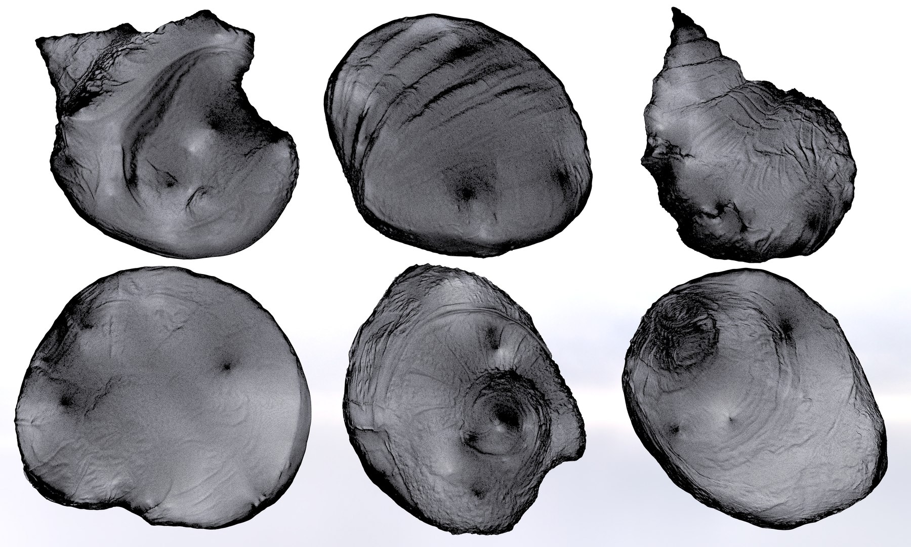 Colorfull Seashell Pack 3D model - TurboSquid 2177554