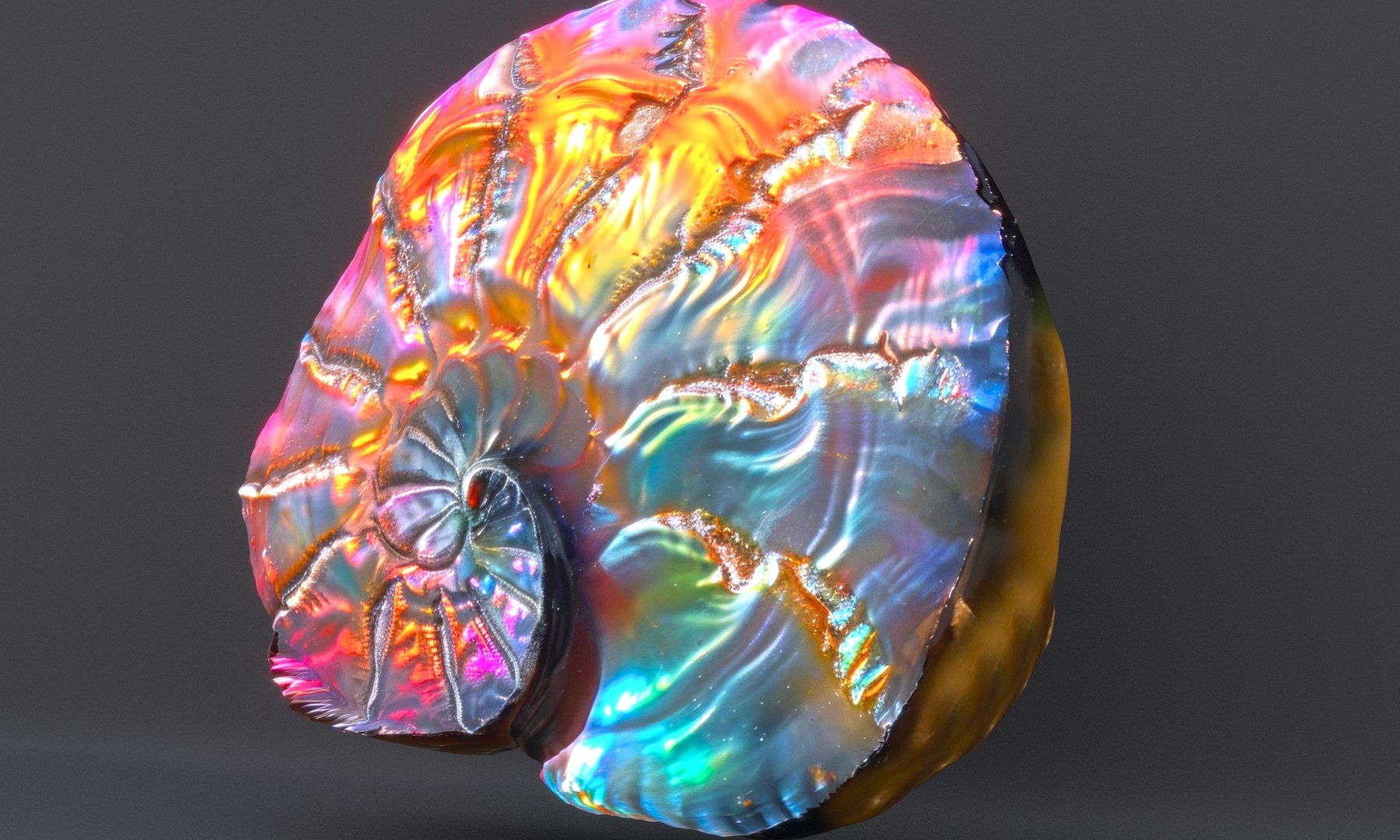 Colorfull Seashell Pack 3D model - TurboSquid 2177554
