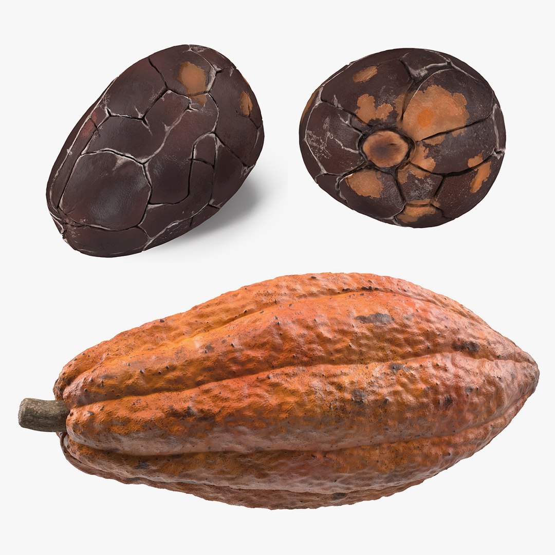 Cocoa bean fruit 3D model - TurboSquid 1380093