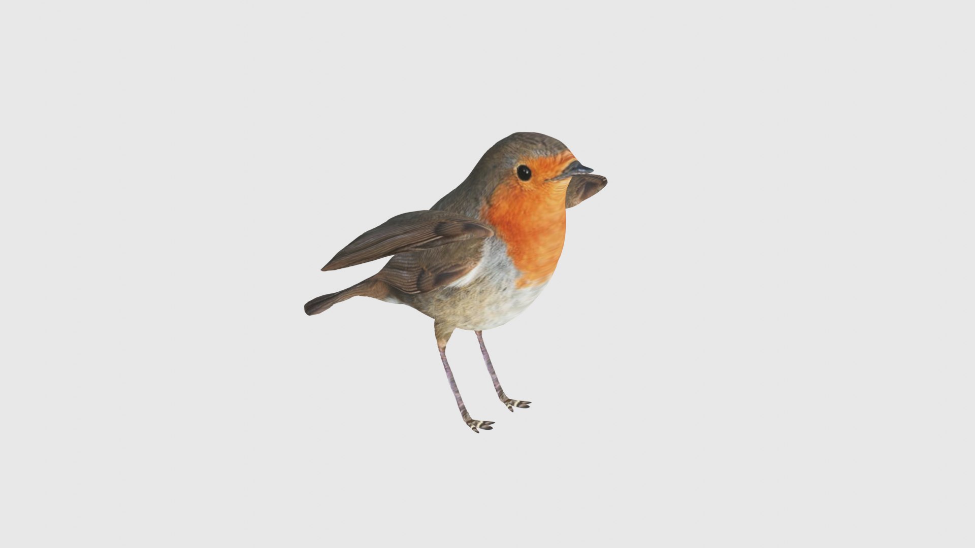 Low Poly Robin Rigged With Realistic Texture 3D - TurboSquid 1875999