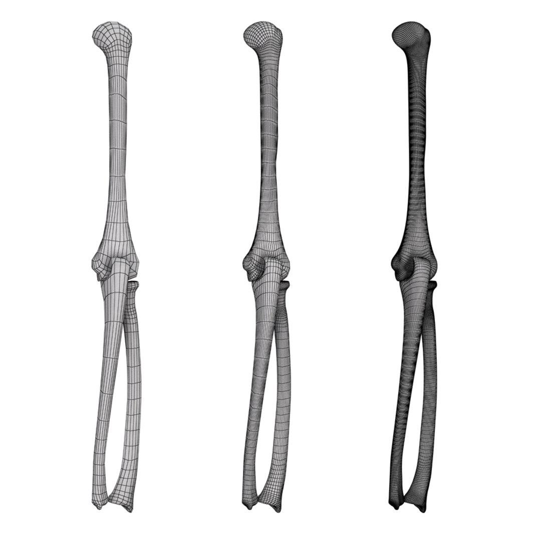 3d Elbow Joint Configuration Bones