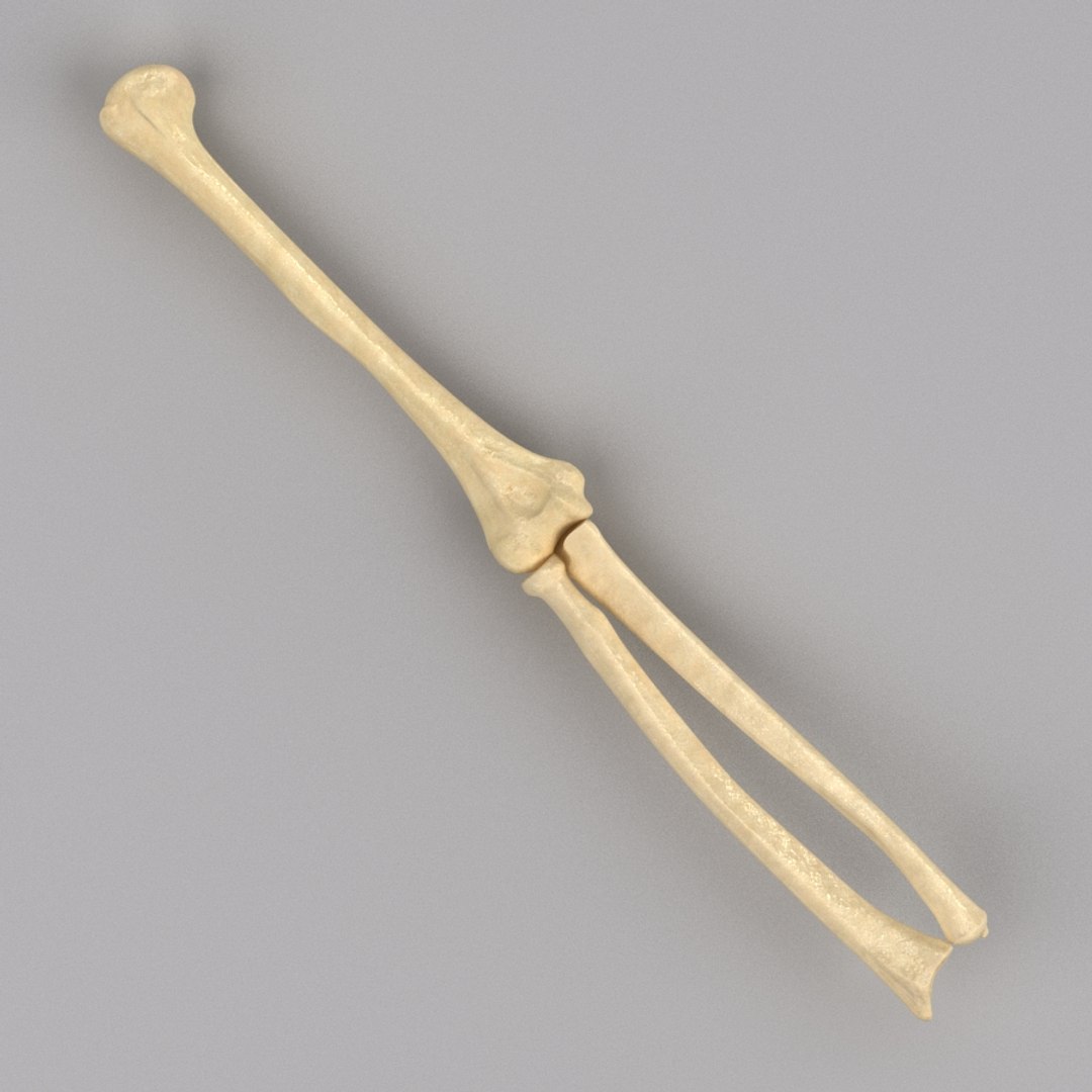 3d Elbow Joint Configuration Bones