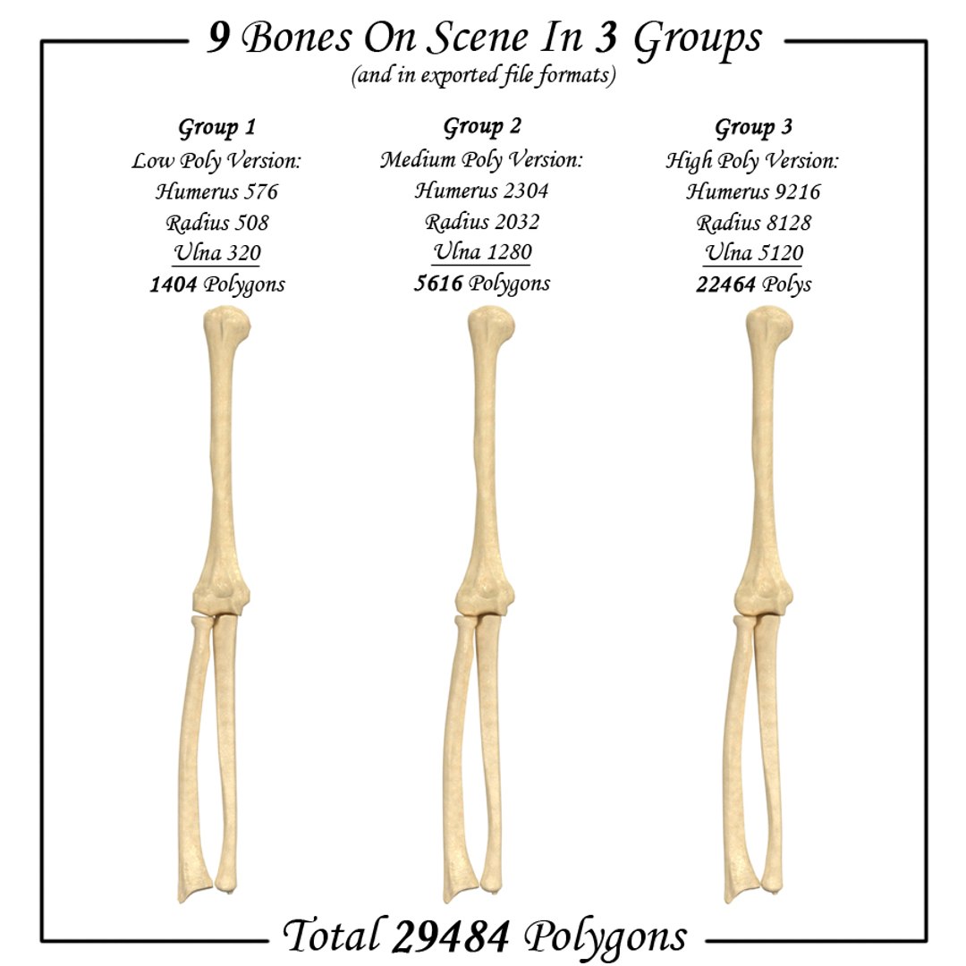 3d Elbow Joint Configuration Bones