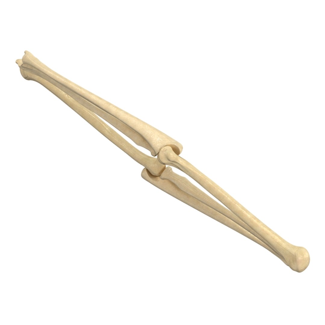 3d Elbow Joint Configuration Bones