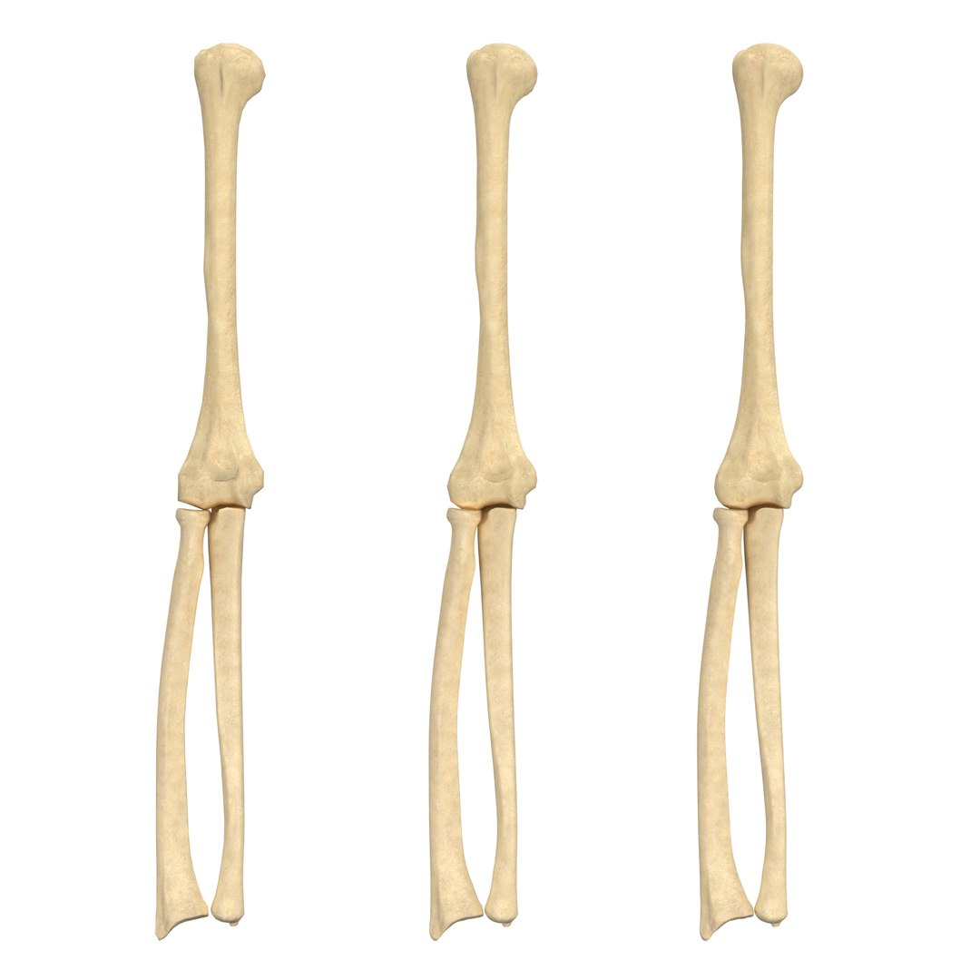 3d Elbow Joint Configuration Bones