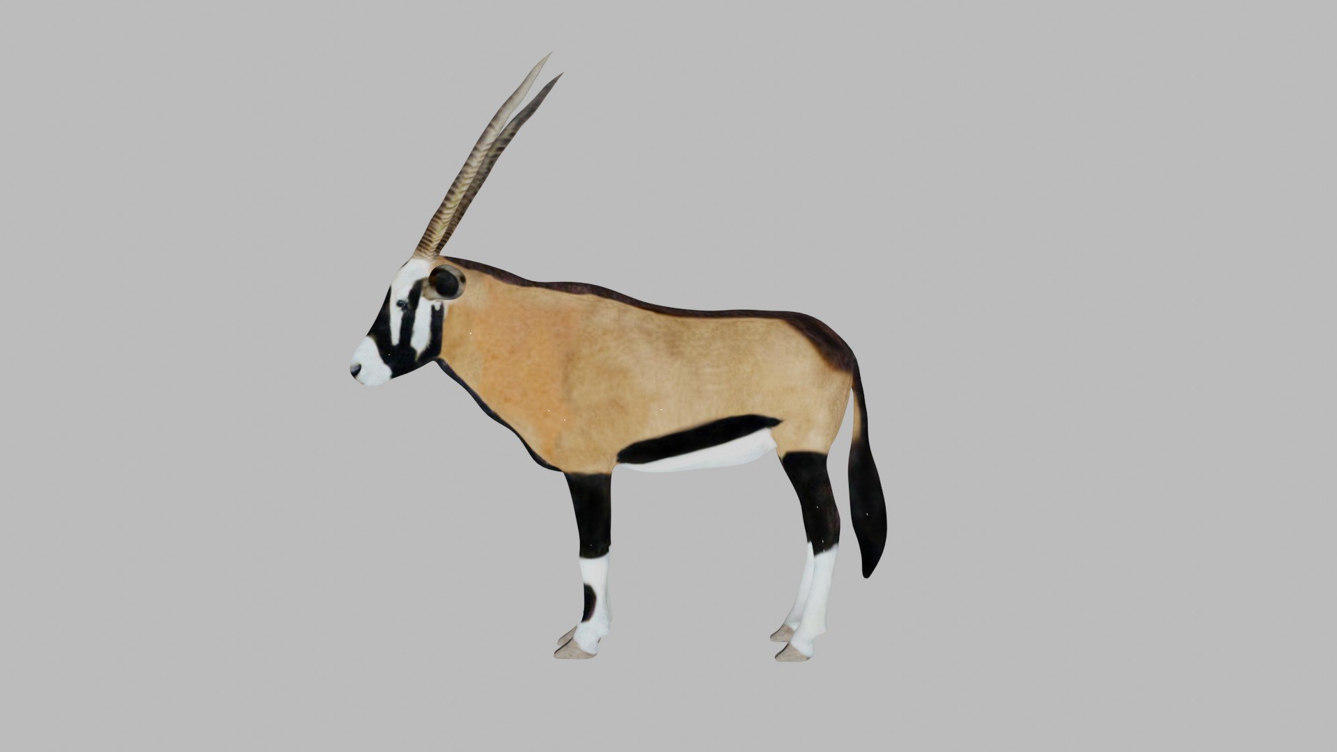 3D Rigged African Oryx Antelope Model - TurboSquid 1751448
