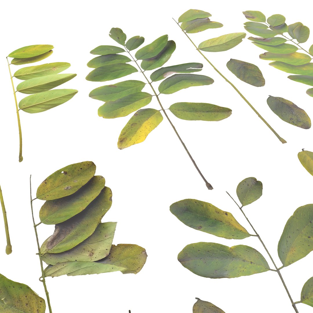 Acacia Leaves Leaf Autumn Fall Low-poly 3D Model - TurboSquid 2295721