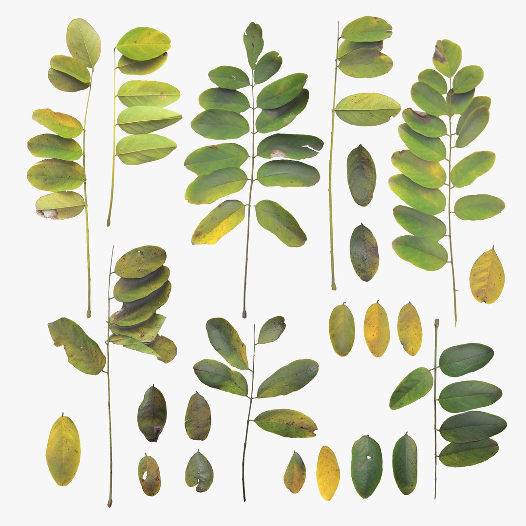 Acacia Leaves Leaf Autumn Fall Low-poly 3D Model - TurboSquid 2295721