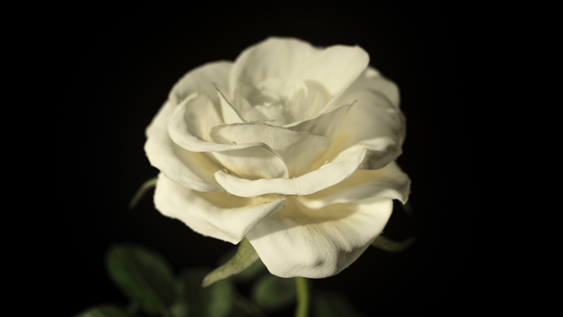 White Rose Animated 3D Model - TurboSquid 1845120
