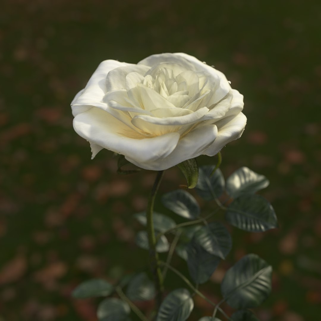 White Rose Animated 3D Model - TurboSquid 1845120