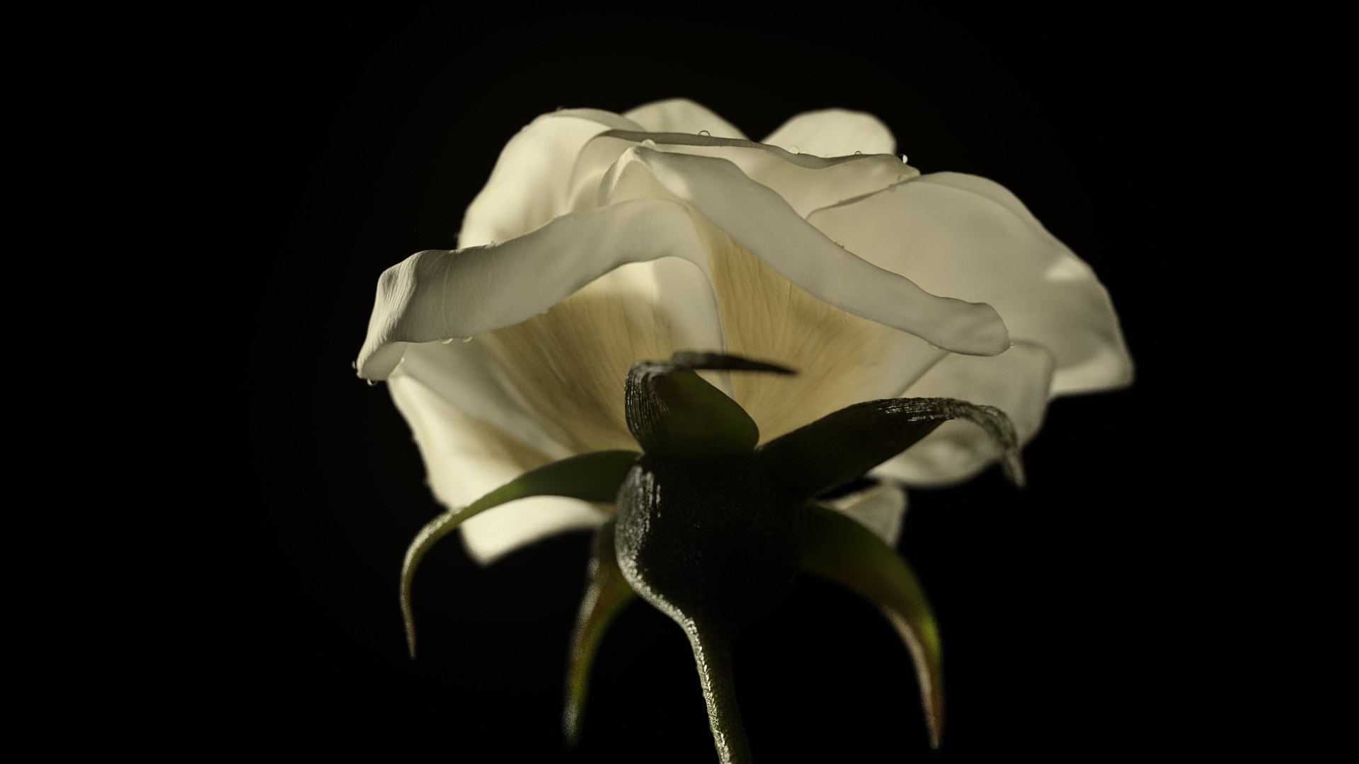 White Rose Animated 3D Model - TurboSquid 1845120