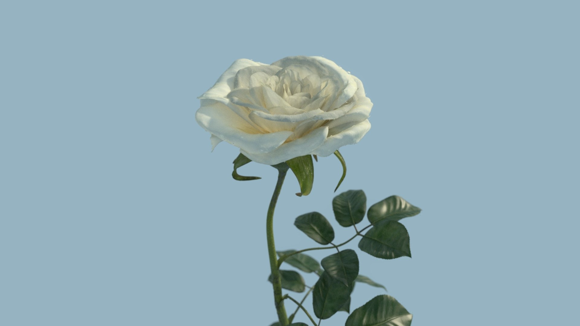 White Rose Animated 3D Model - TurboSquid 1845120