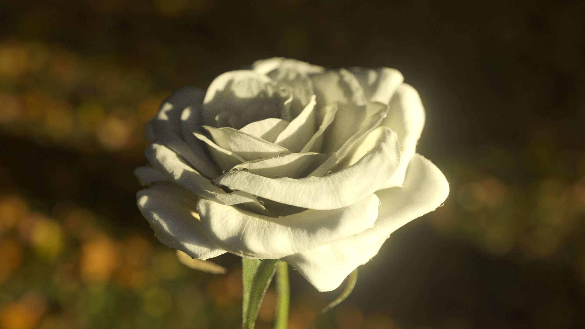 White Rose Animated 3D Model - TurboSquid 1845120