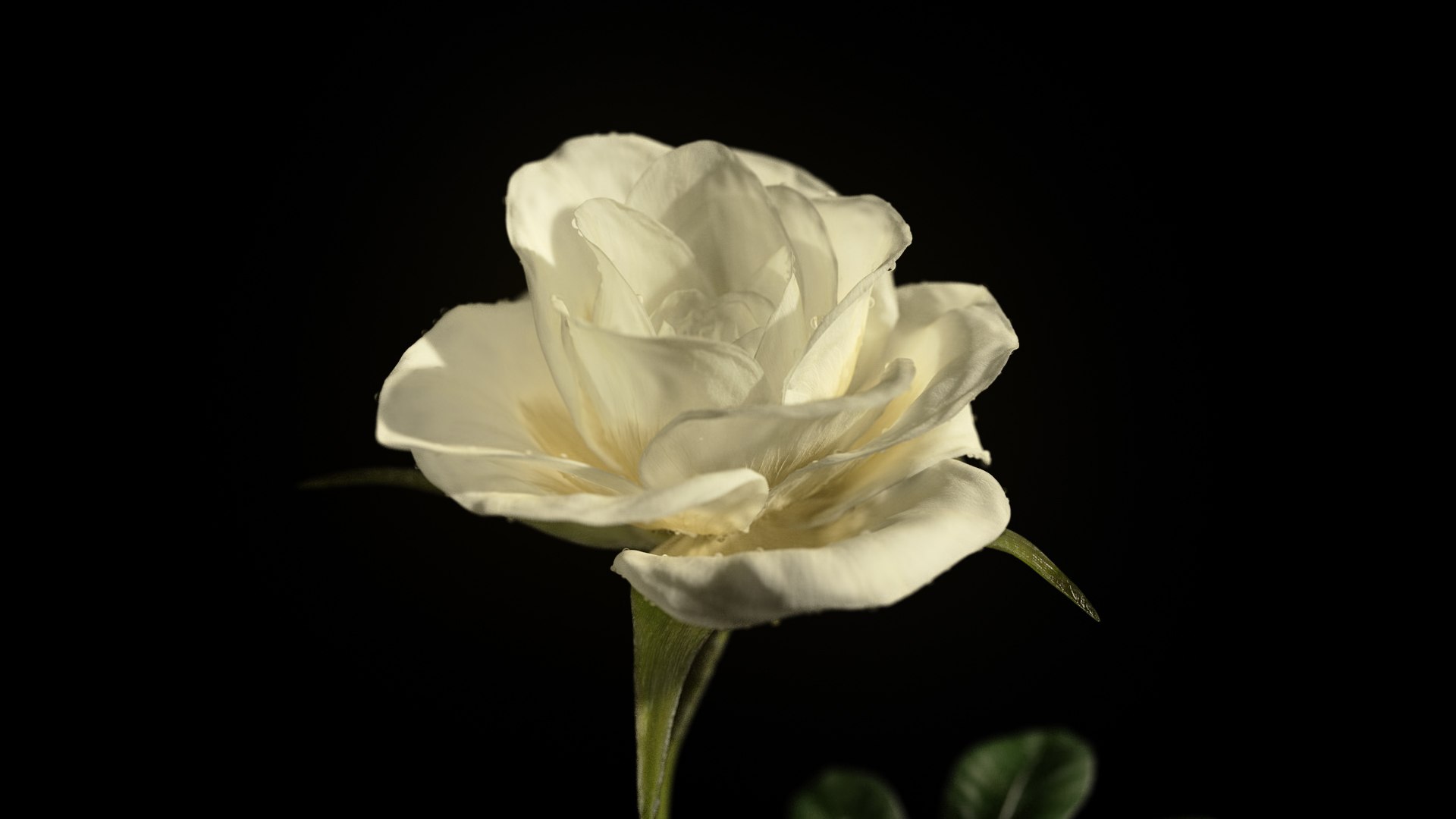 White Rose Animated 3D Model - TurboSquid 1845120