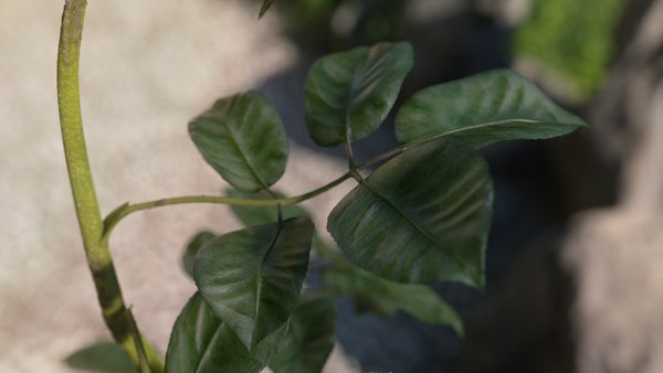 White rose animated 3D model - TurboSquid 1845120