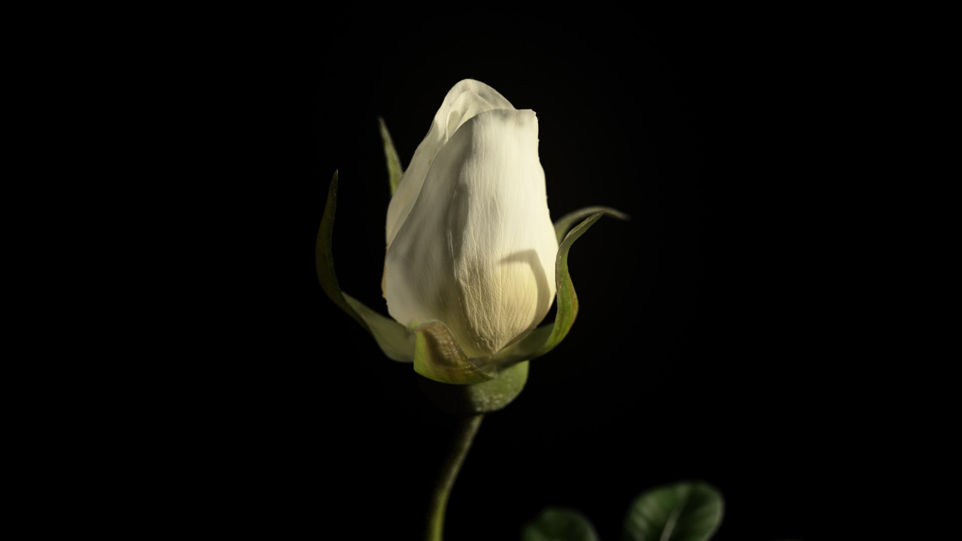 White Rose Animated 3D Model - TurboSquid 1845120