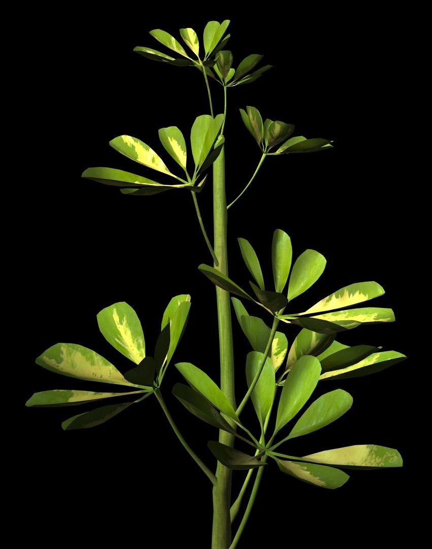 Maya Plant Leaf