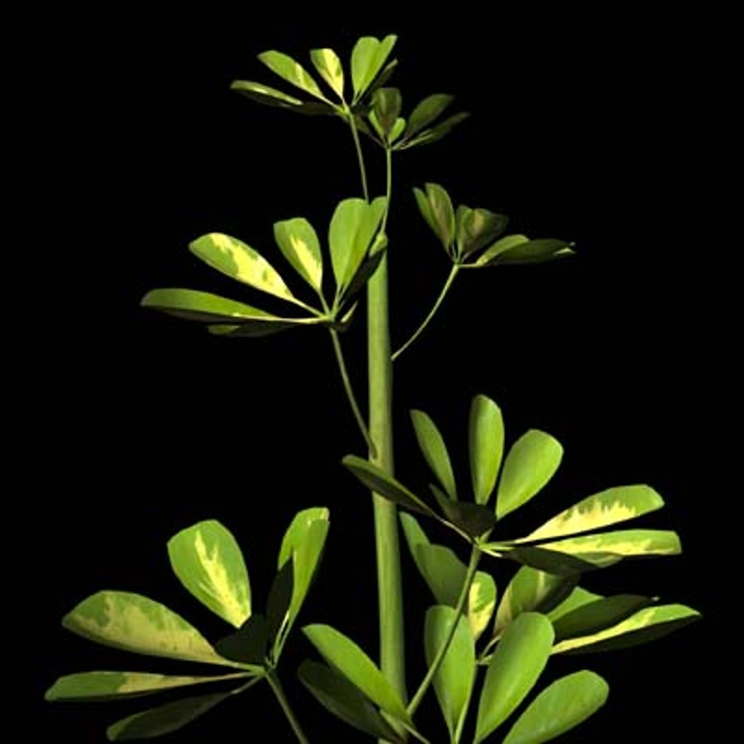 Maya Plant Leaf