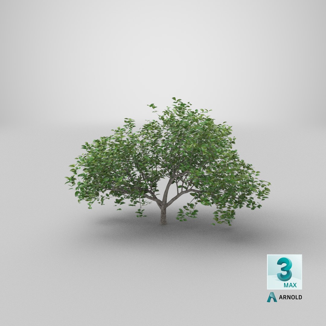3D small evergreen tree green - TurboSquid 1377239
