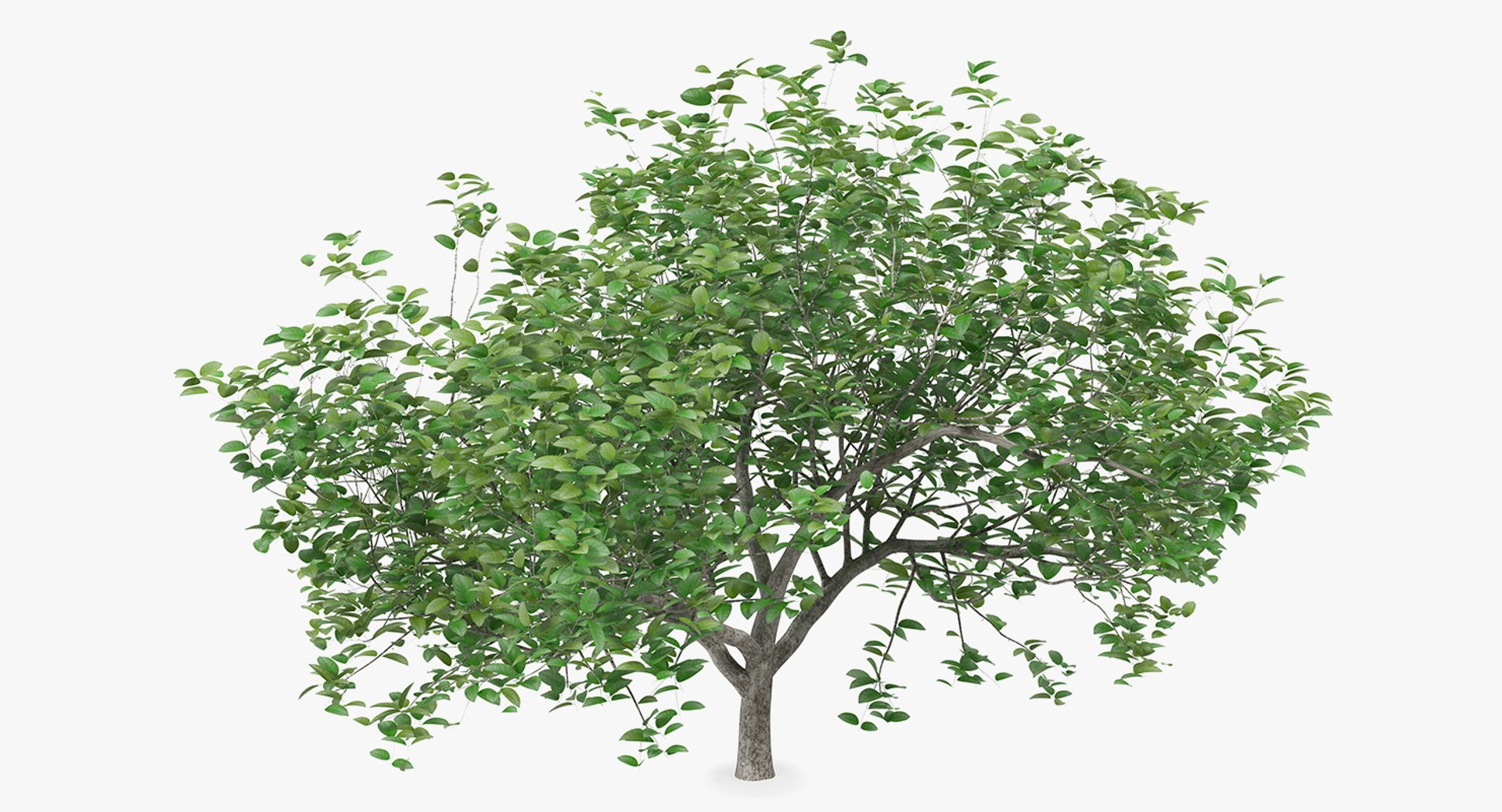 3D small evergreen tree green - TurboSquid 1377239