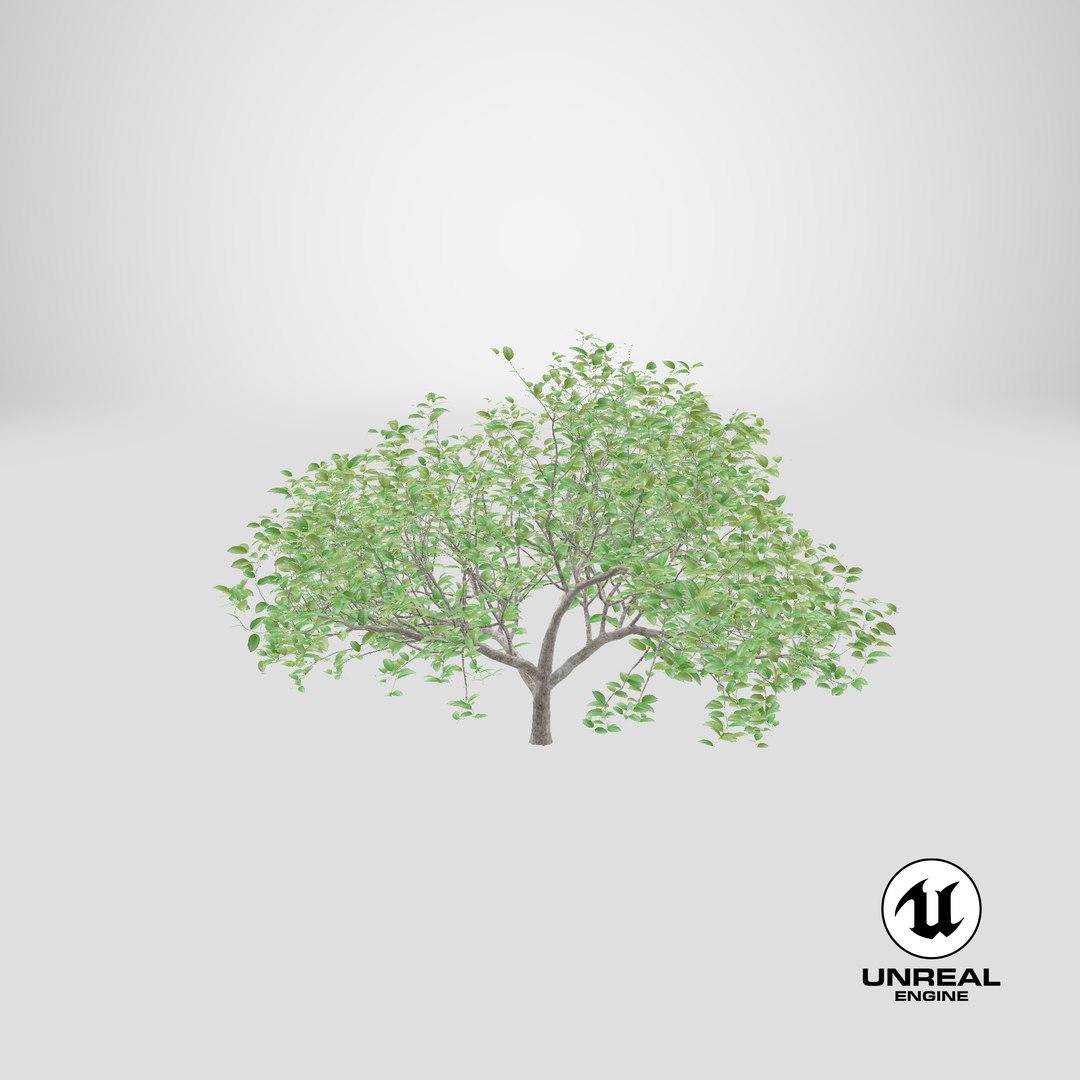 3D small evergreen tree green - TurboSquid 1377239