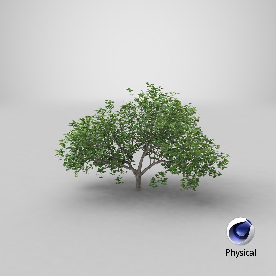 3D small evergreen tree green - TurboSquid 1377239