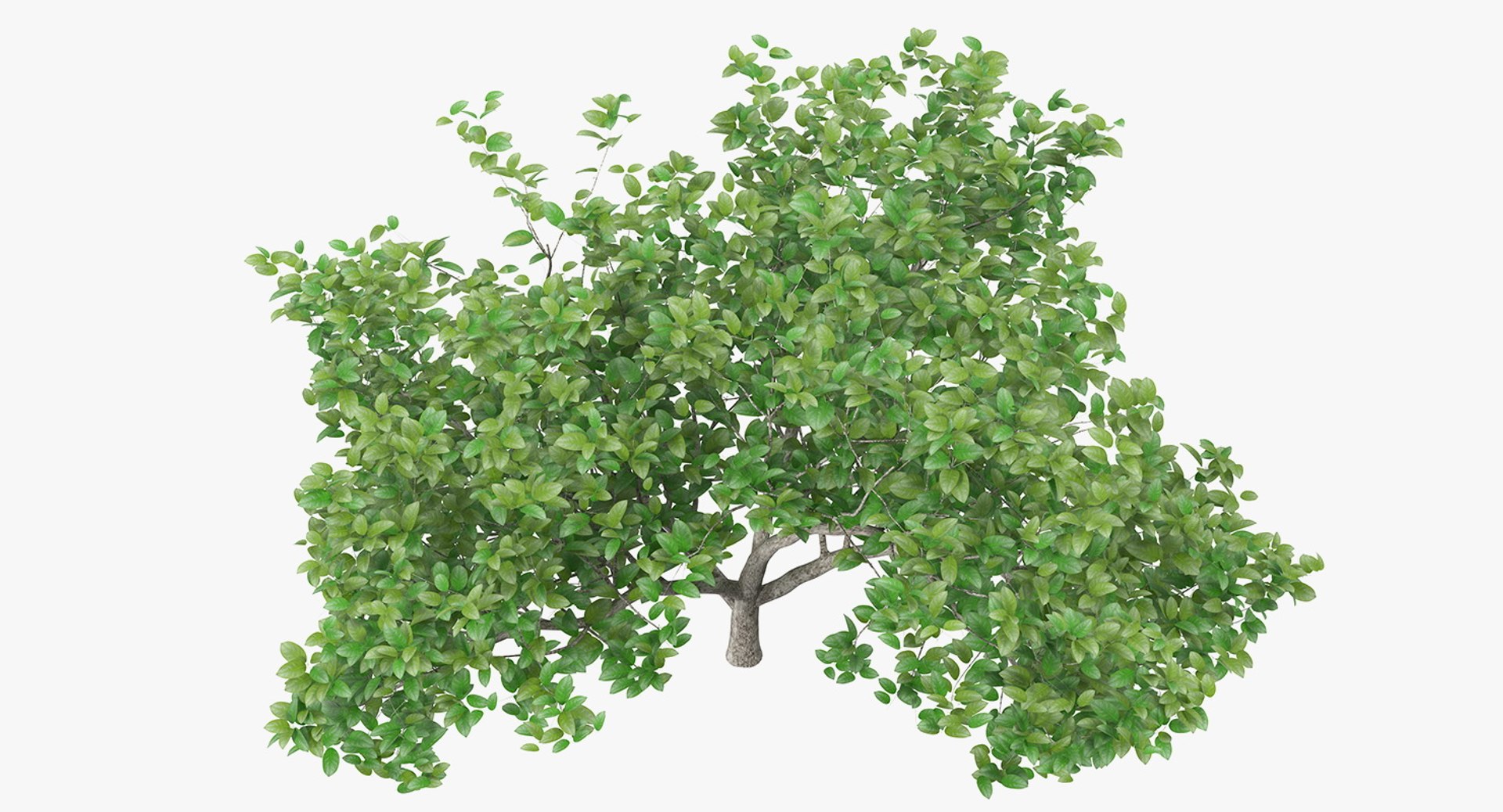 3D Small Evergreen Tree Green - TurboSquid 1377239