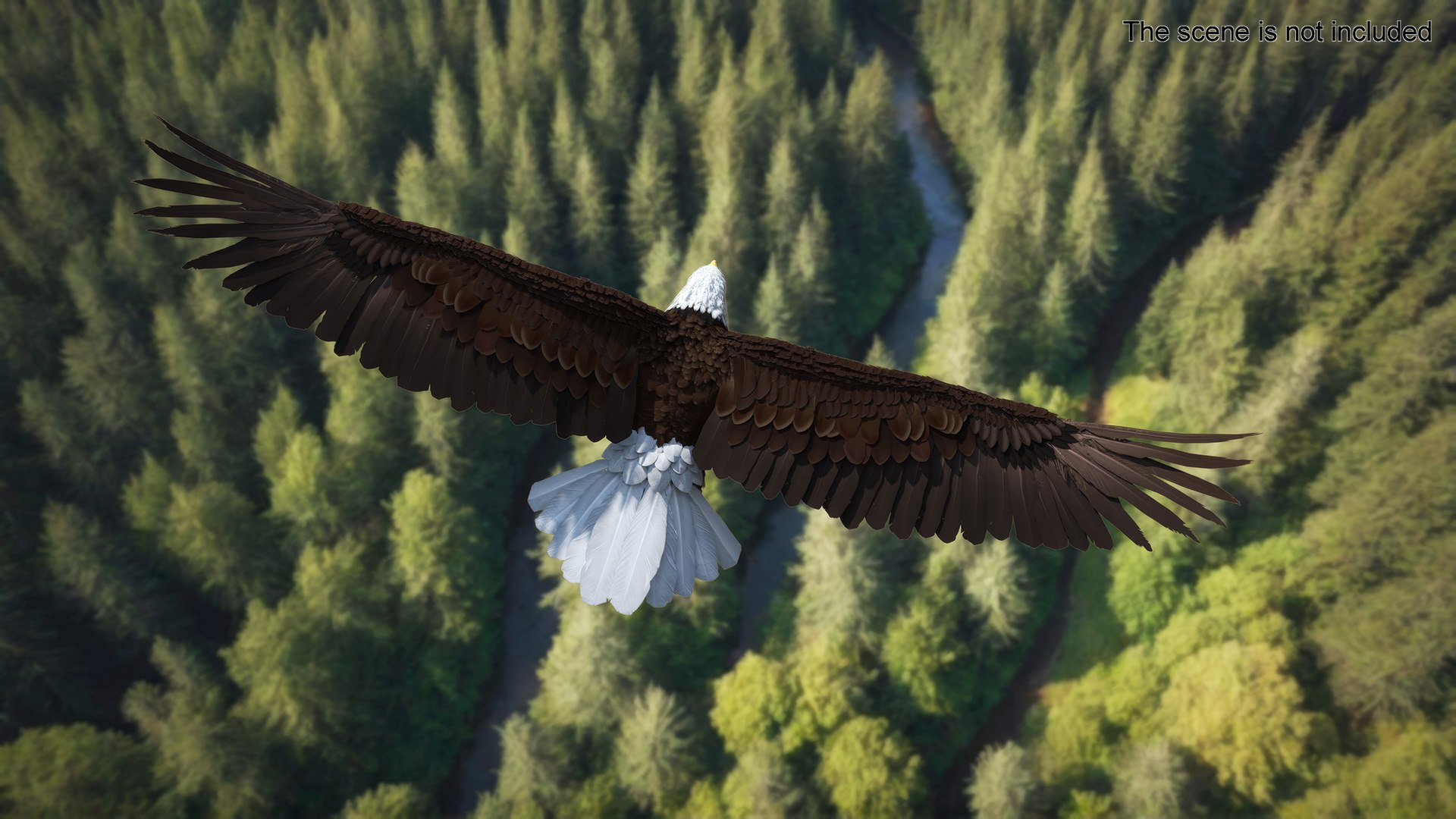 3D Realistic Bald Eagle Rigged Model - TurboSquid 2261113