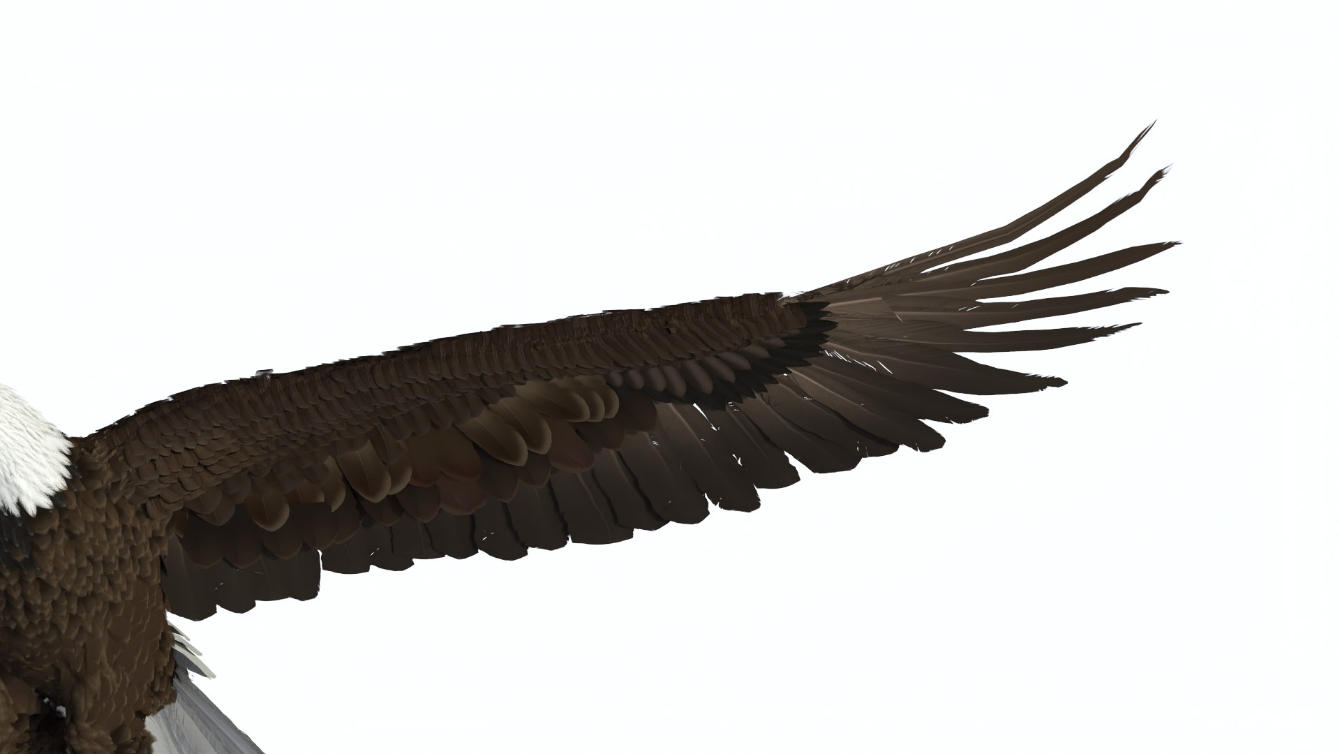 3D Realistic Bald Eagle Rigged Model - TurboSquid 2261113