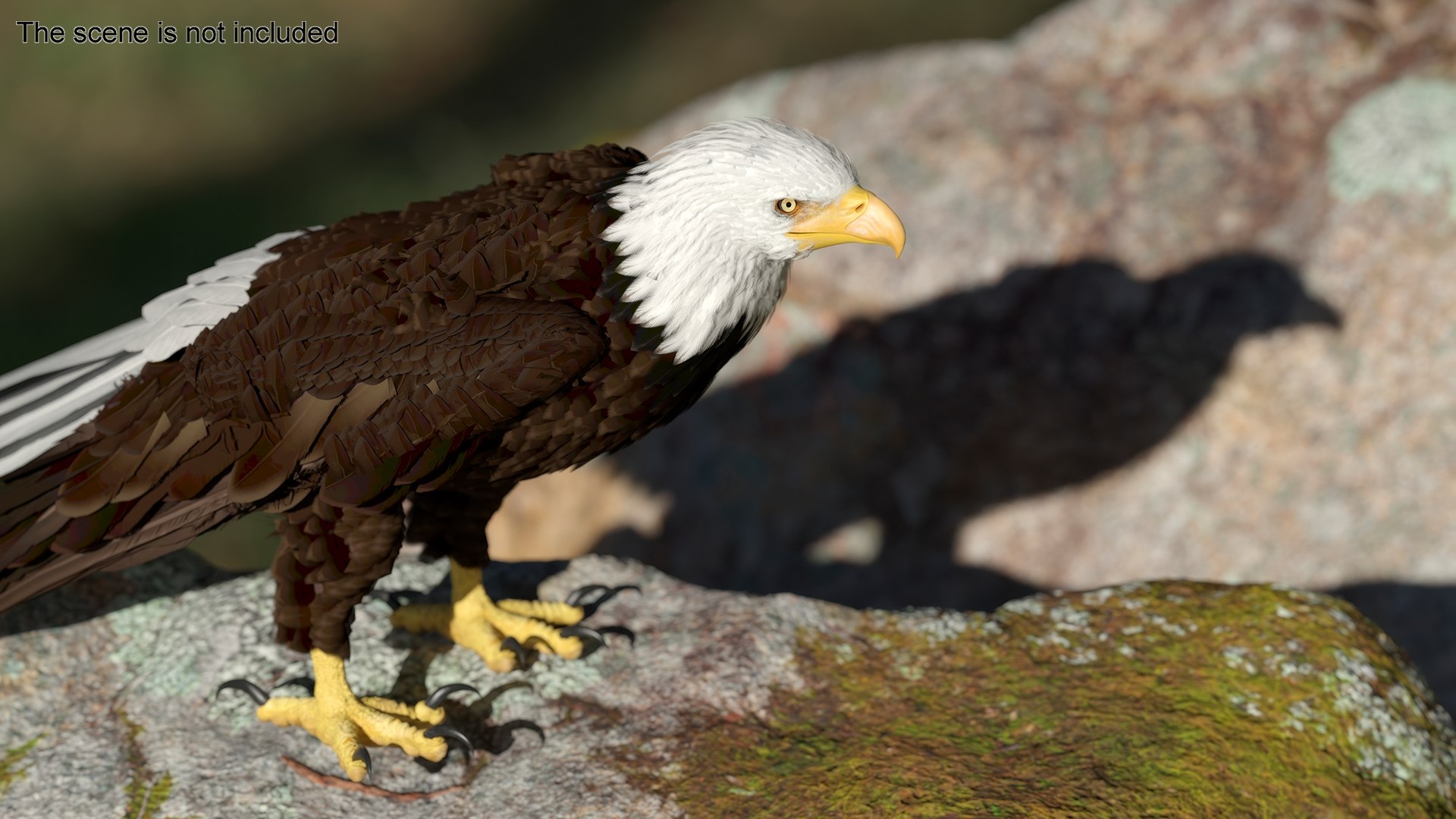 3D Realistic Bald Eagle Rigged Model - TurboSquid 2261113