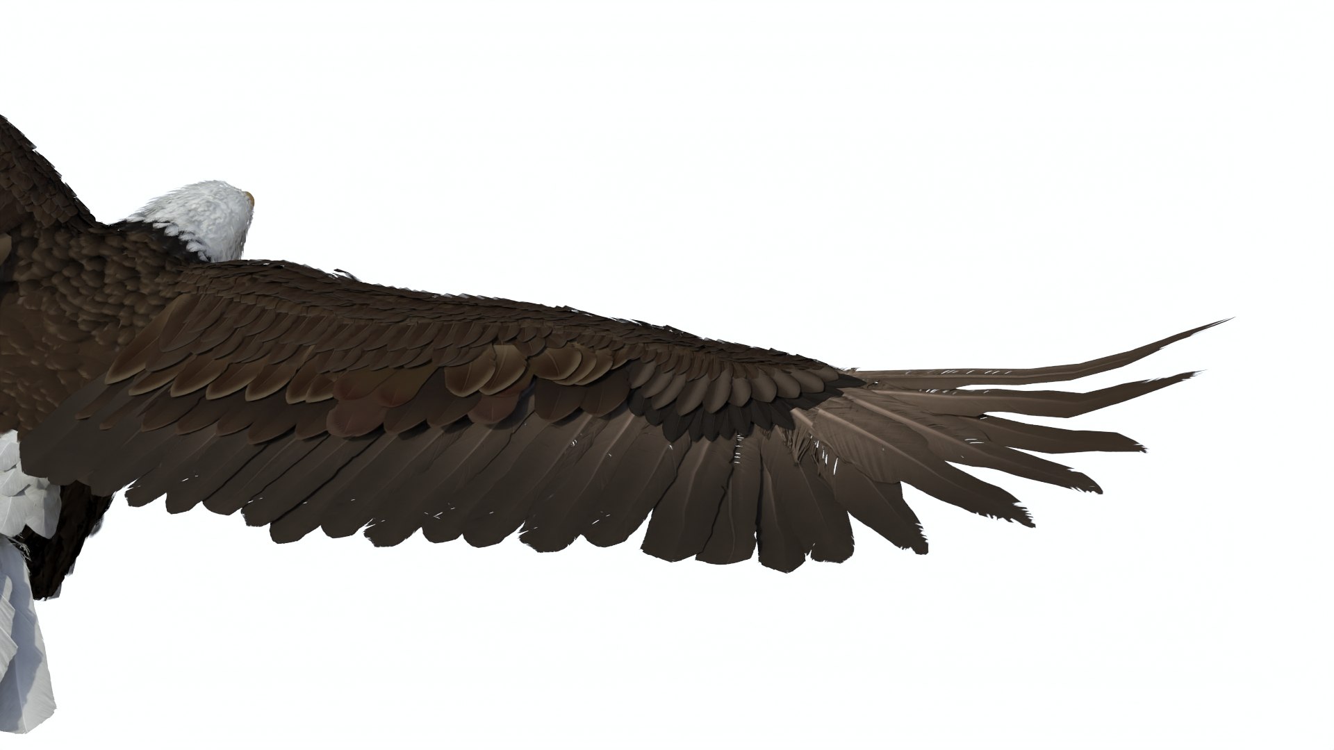 3D Realistic Bald Eagle Rigged Model - TurboSquid 2261113