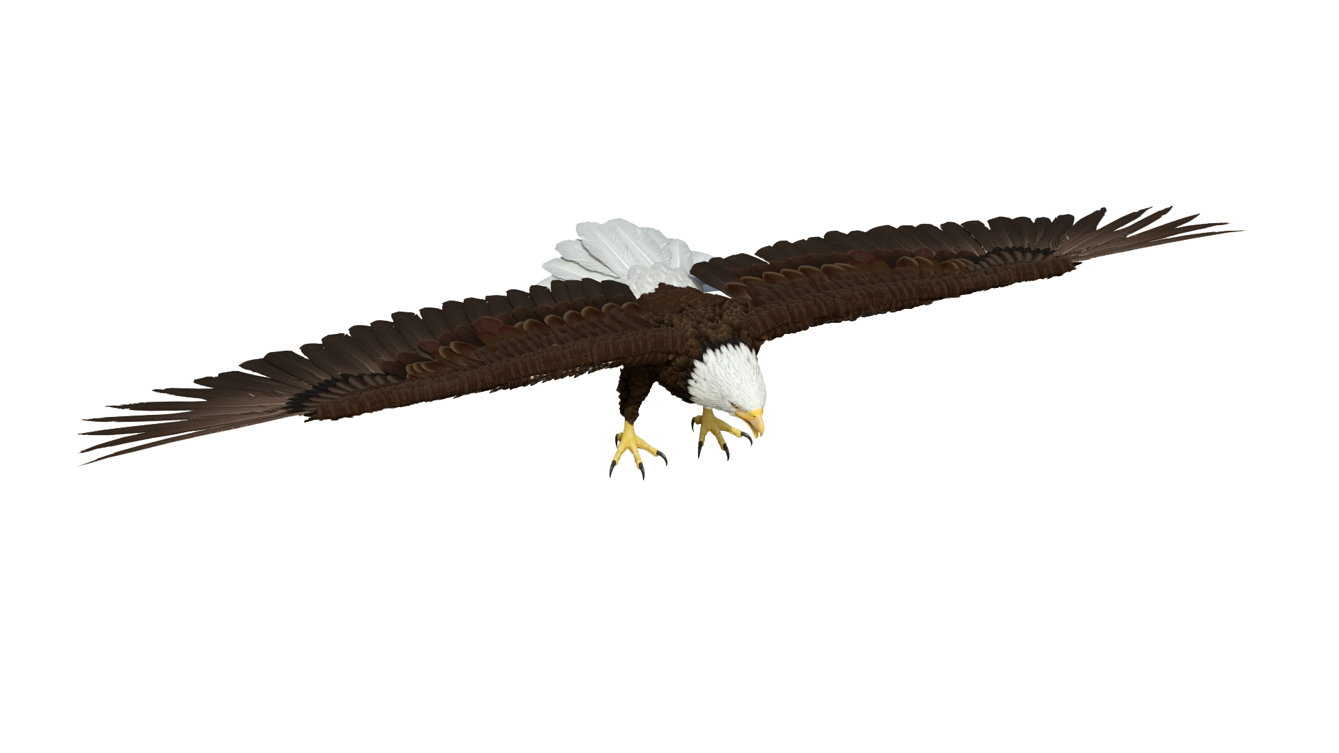 3D Realistic Bald Eagle Rigged Model - TurboSquid 2261113