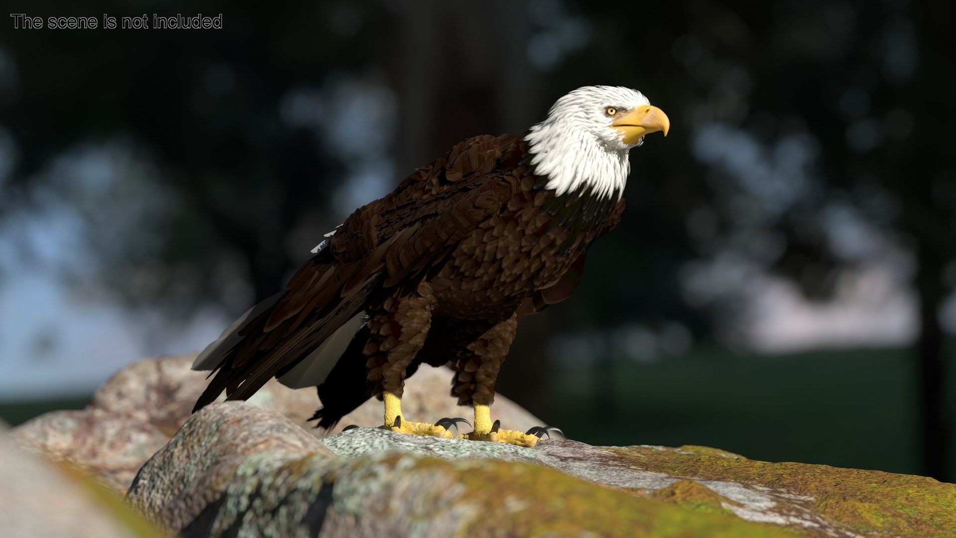 3D Realistic Bald Eagle Rigged Model - TurboSquid 2261113