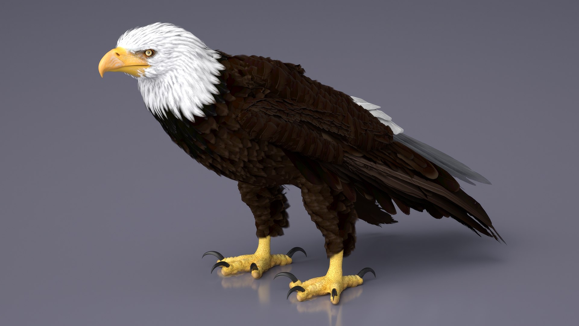 3D Realistic Bald Eagle Rigged Model - TurboSquid 2261113