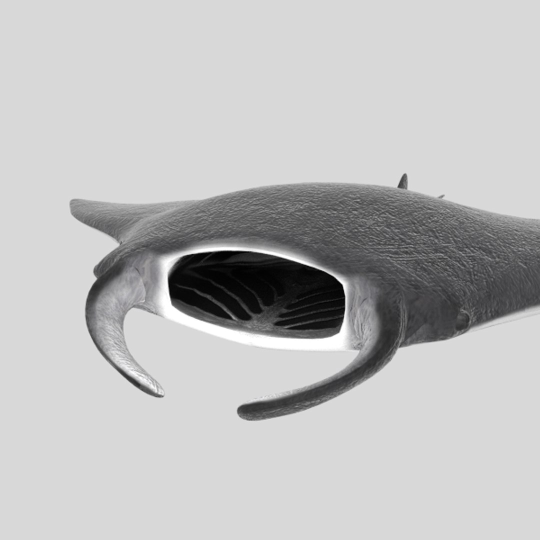 Manta Animation 3d Blend