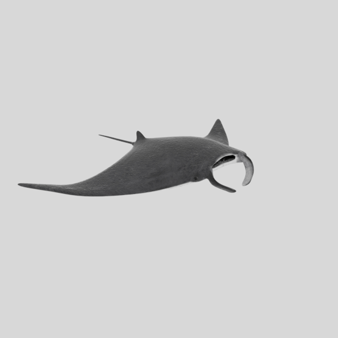 Manta Animation 3d Blend