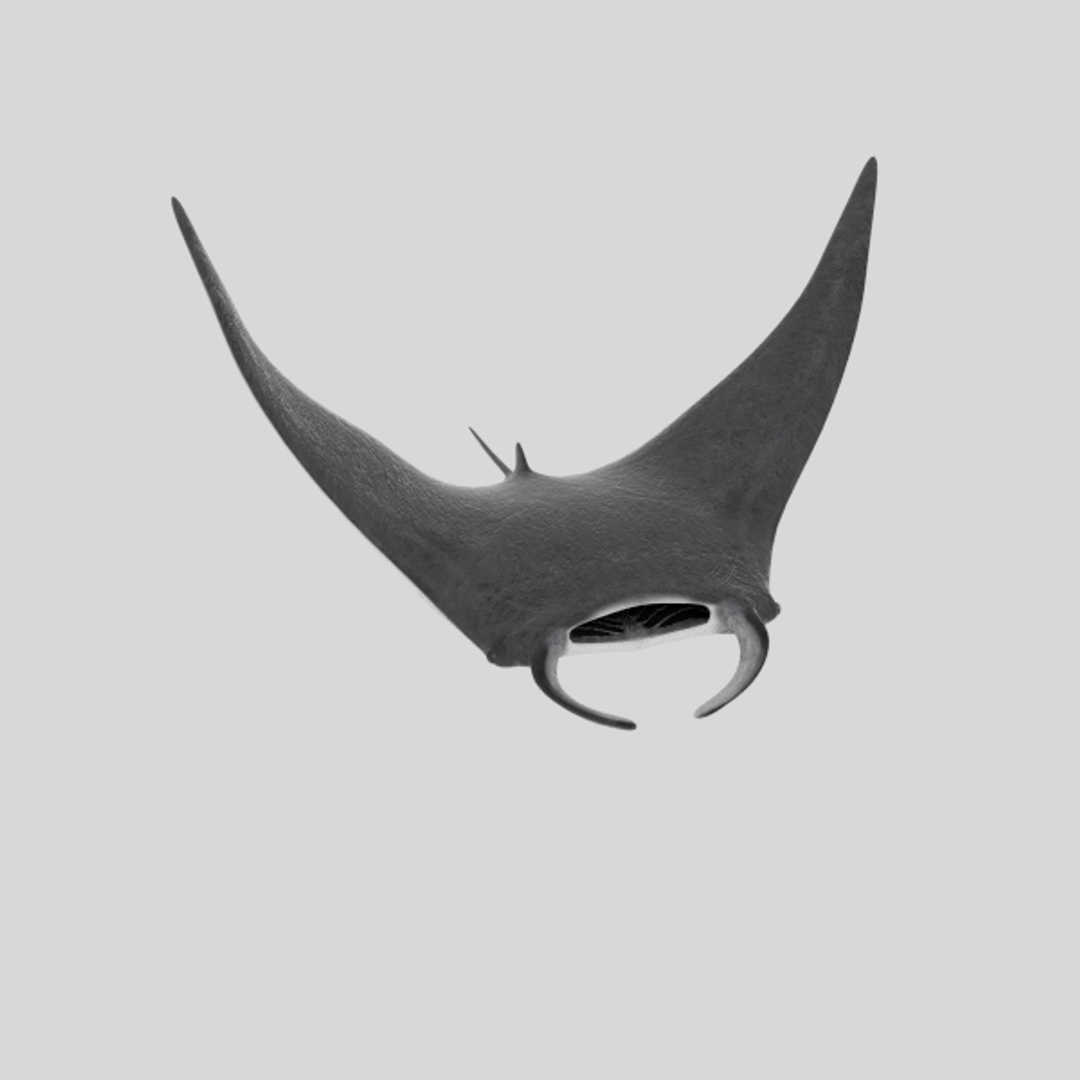 Manta Animation 3d Blend