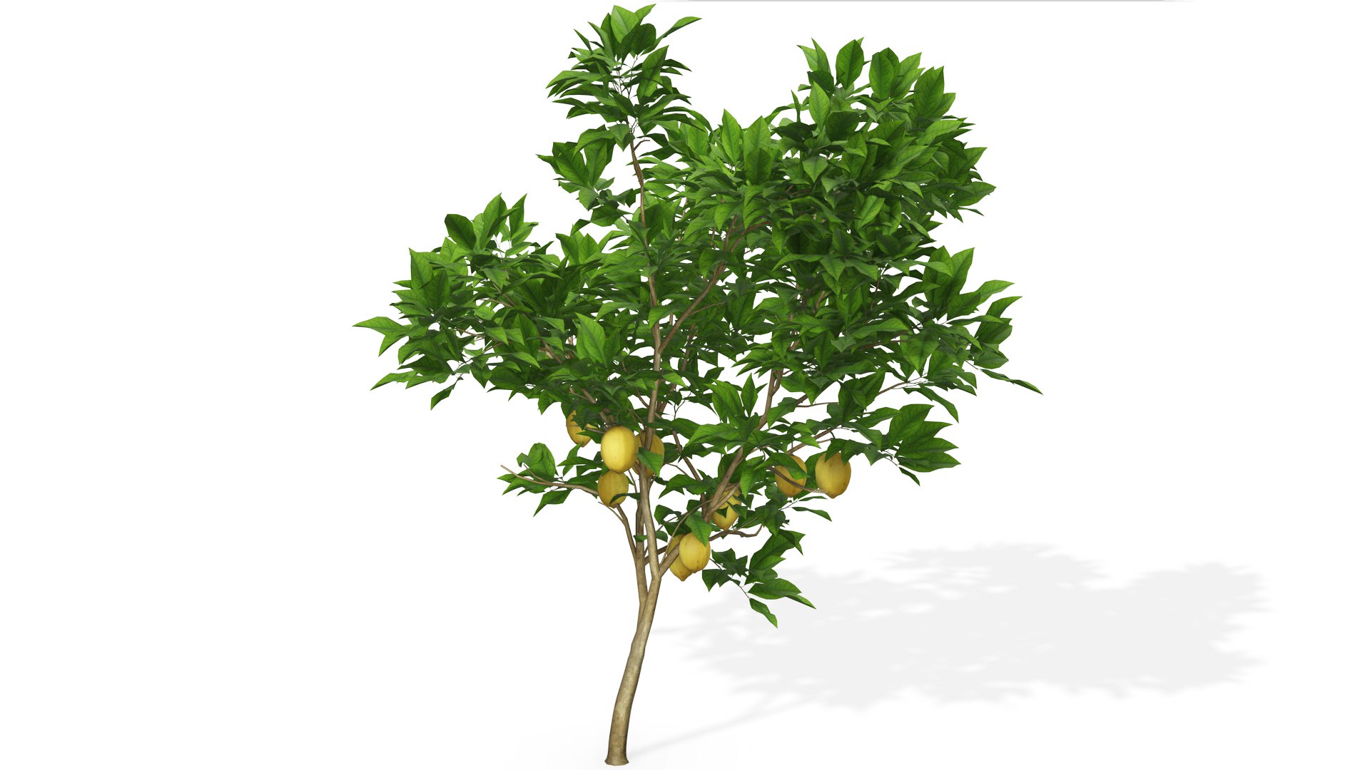 3D Citrus Limo - TurboSquid 2254809