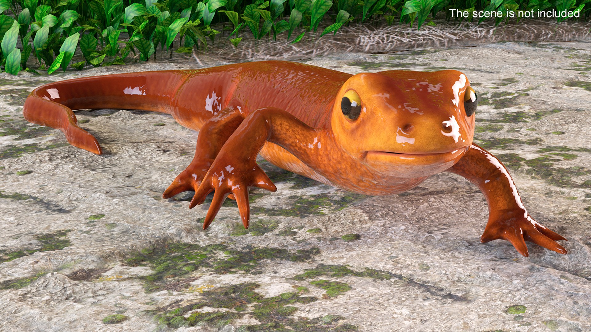 3D Orange-bellied Newt Rigged For Maya - TurboSquid 2157538