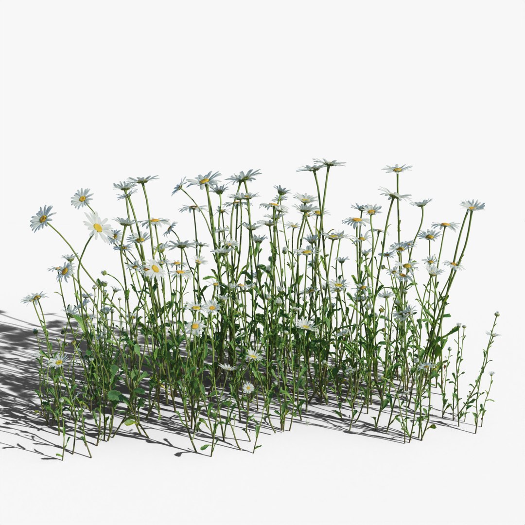 Daisy model - TurboSquid 1925278