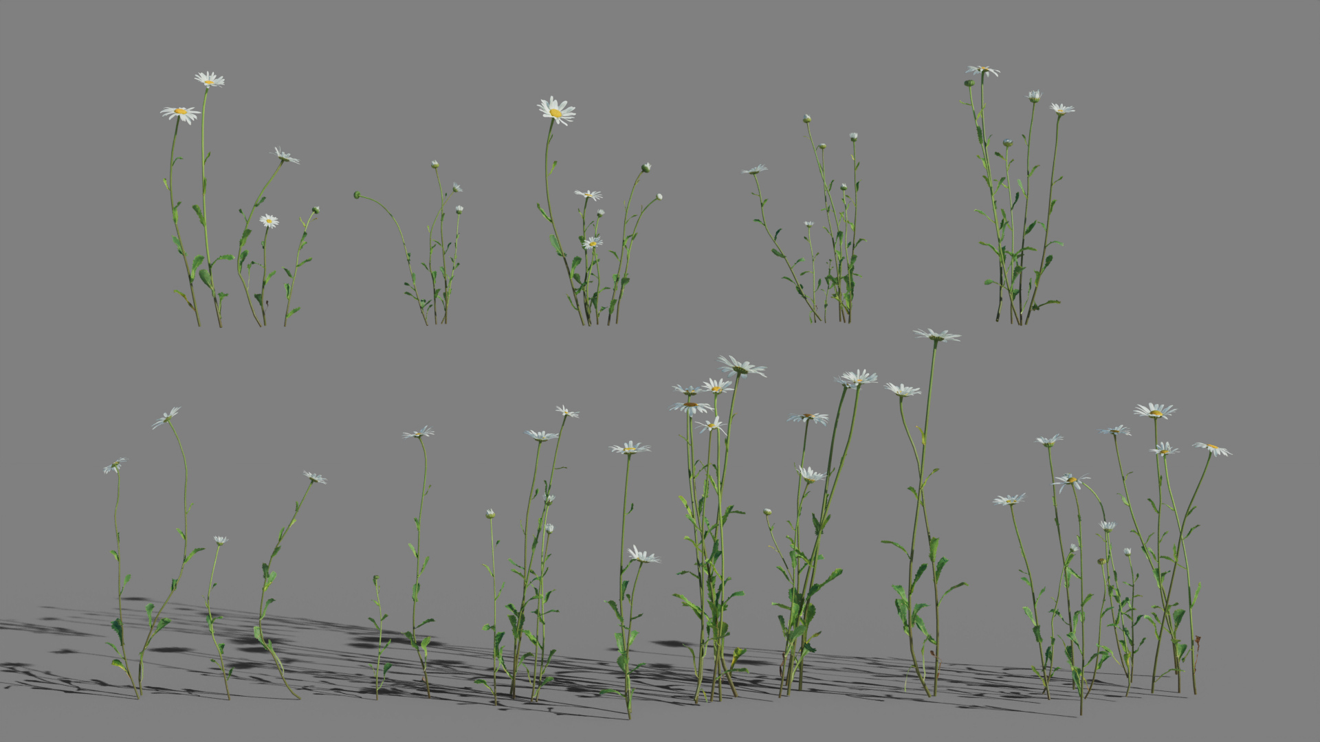 Daisy Model - TurboSquid 1925278