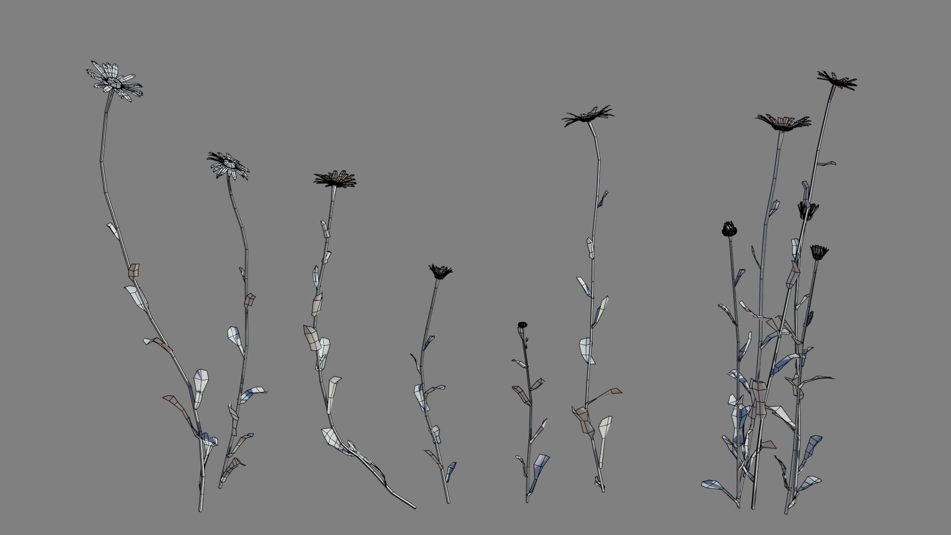 Daisy Model - TurboSquid 1925278