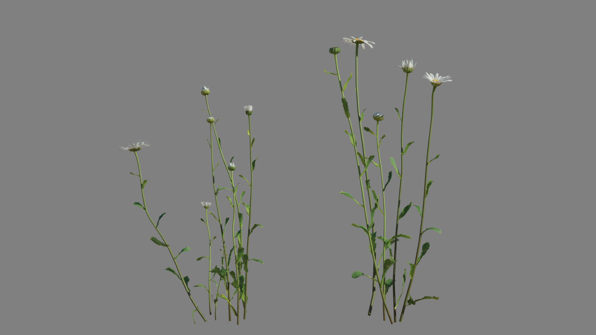 Daisy Model - TurboSquid 1925278