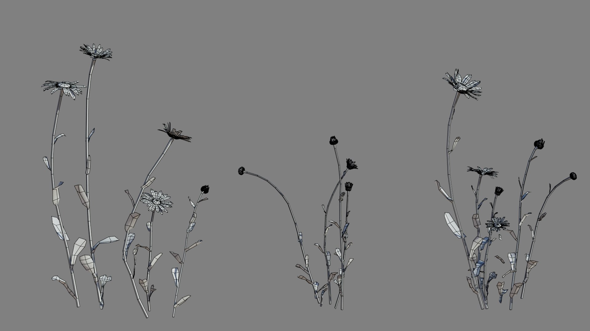 Daisy Model - TurboSquid 1925278