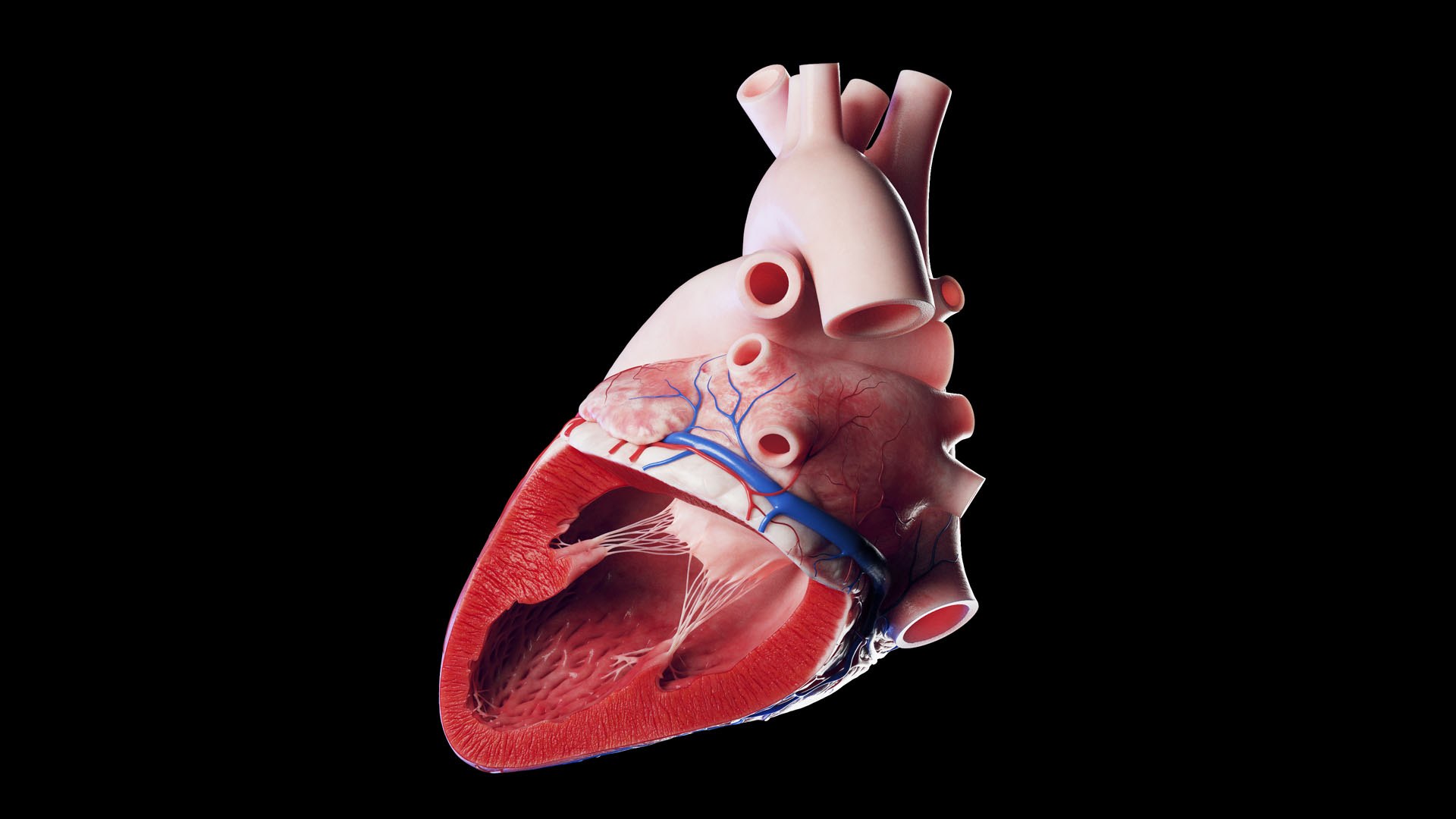 3D Medically accurate lateral cross-section of the Human Heart model ...